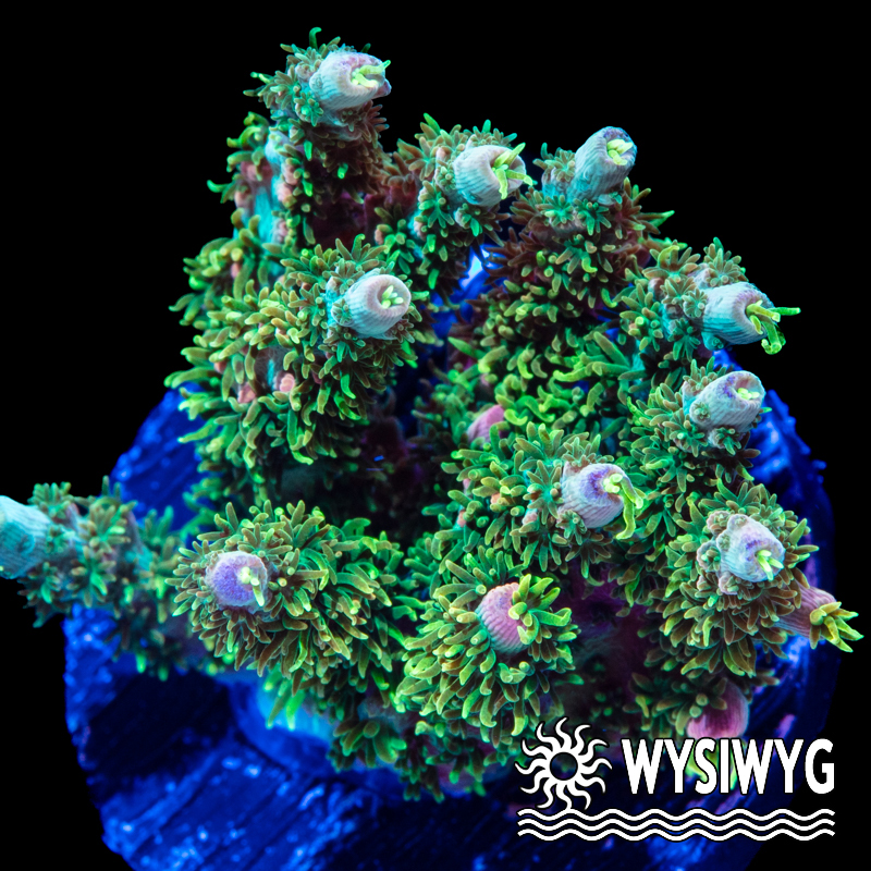Aquaman Table Acropora - Tidal Gardens