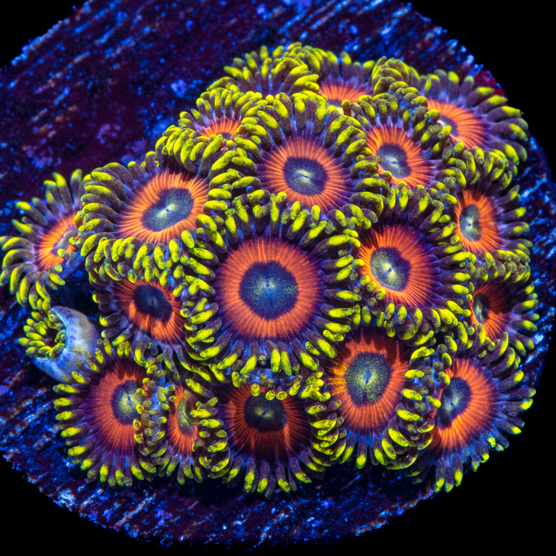 Zoanthids & Palythoas for Sale - Tidal Gardens