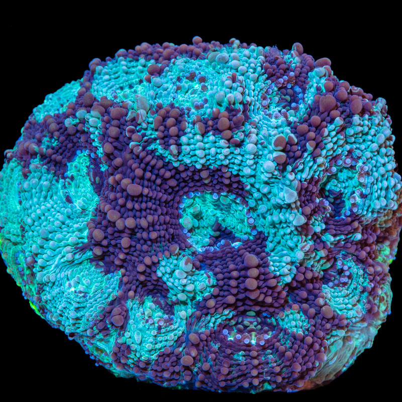 Acanthastrea Corals for Sale - Tidal Gardens