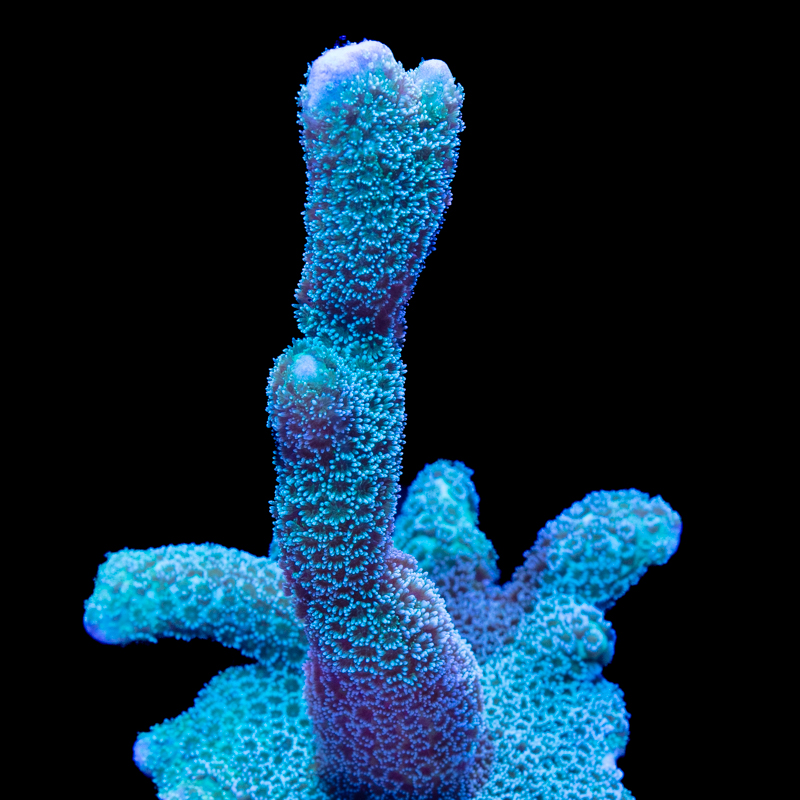 Tidal Gardens - German Blue Montipora digitata