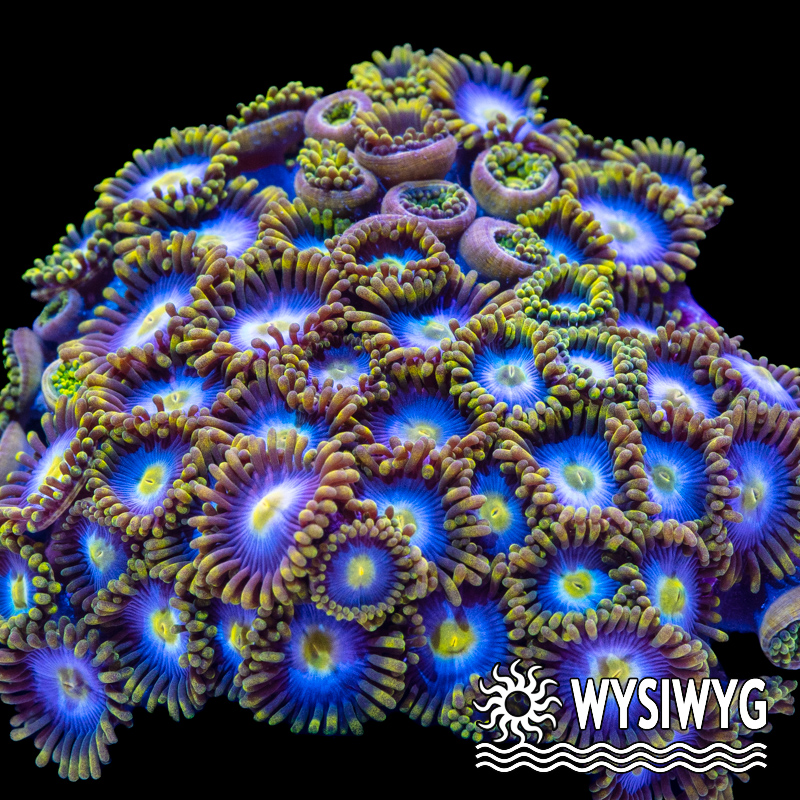 Wolverine Zoanthids Mini Colony - Tidal Gardens