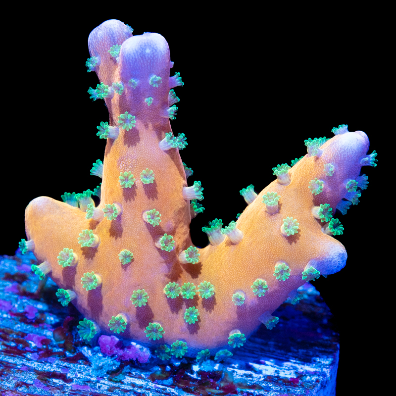 Anacropora Corals for Sale - Tidal Gardens