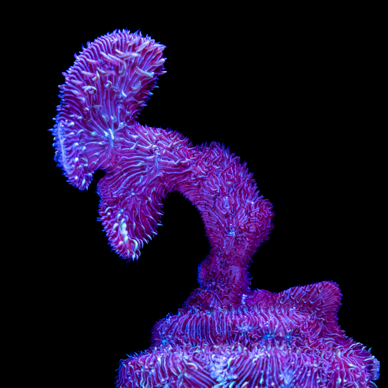 Pavona Corals for Sale - Tidal Gardens