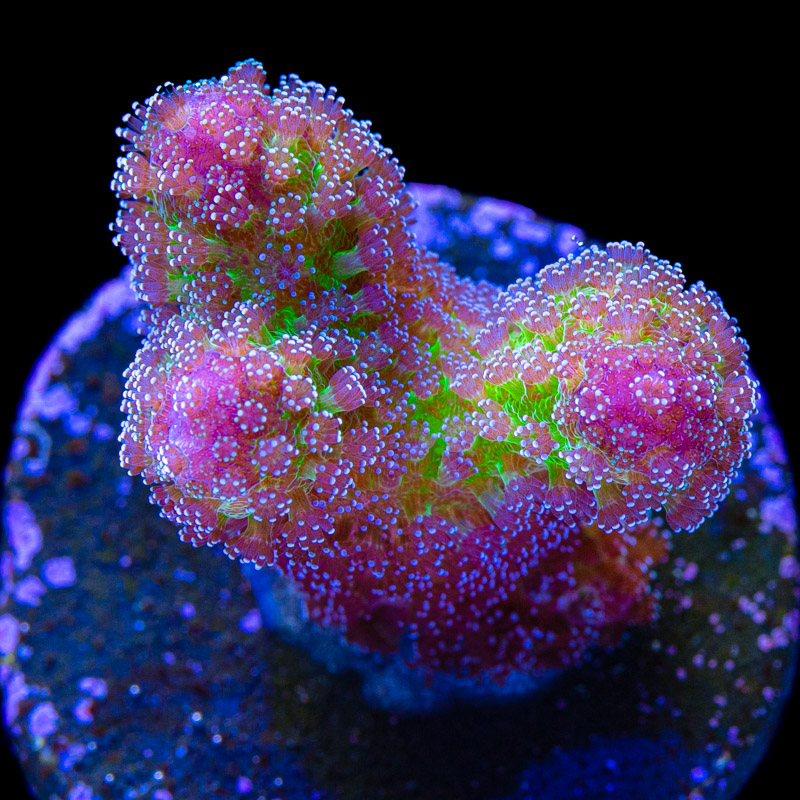 Ultimate Guide to Coral Types: SPS, LPS, and Soft Corals for Your ...