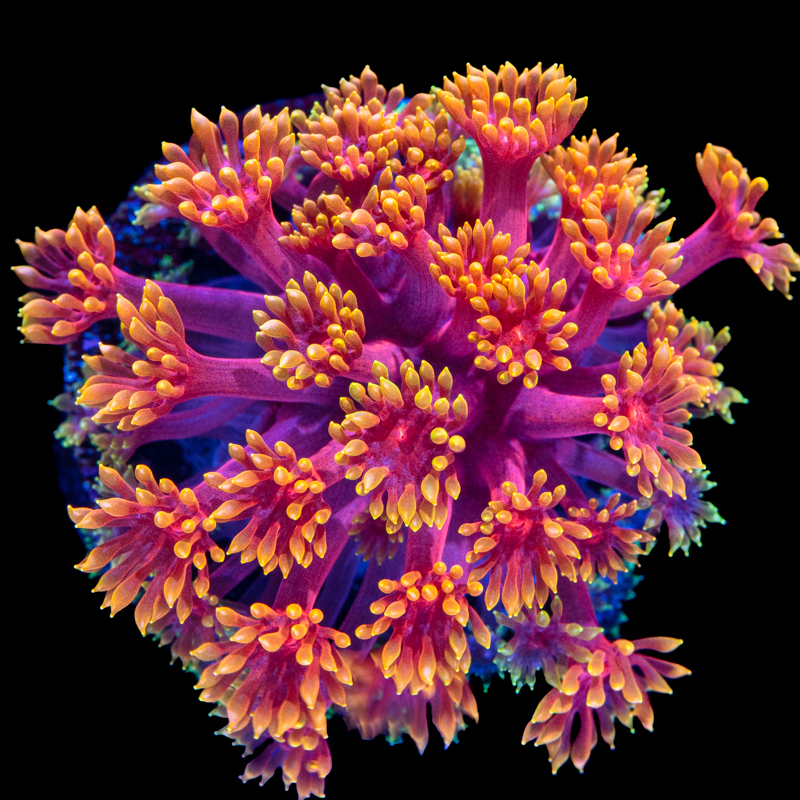 Tidal Gardens - Hellscape Micro Goniopora