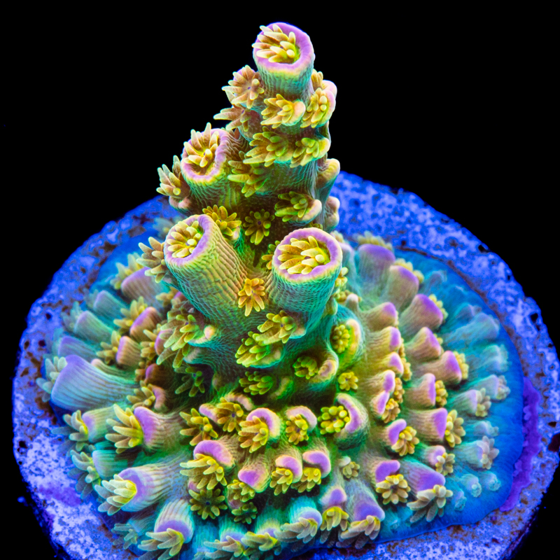 Tidal Gardens - Walt Disney Acropora tenuis