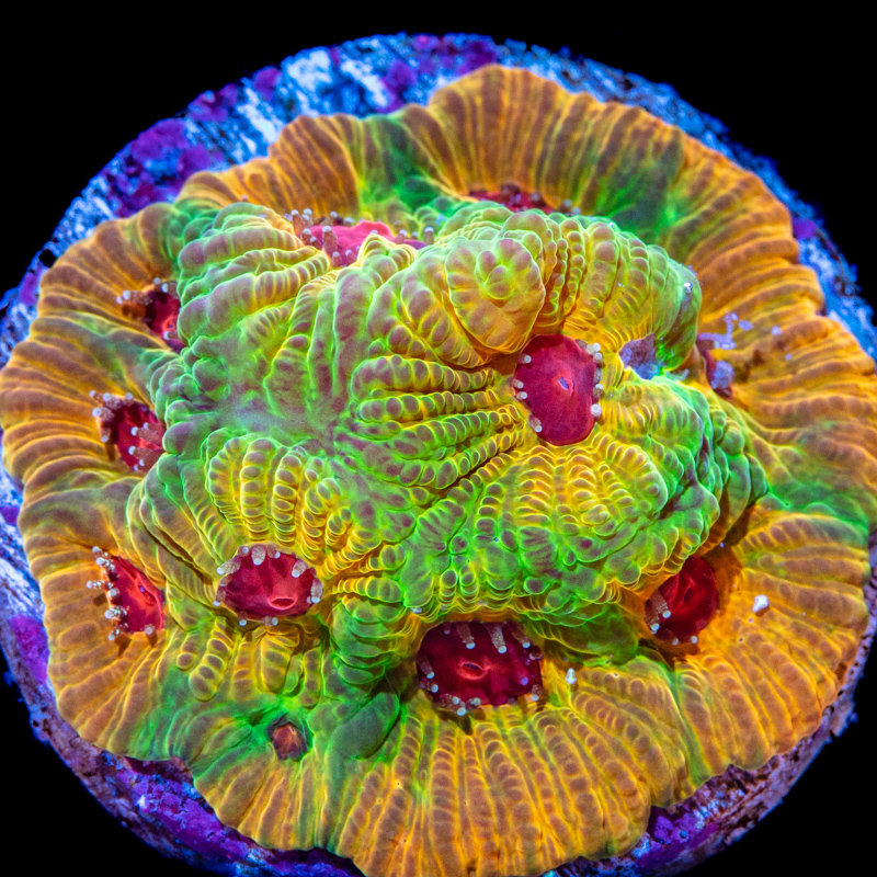 Tidal Gardens - Fascination Favia