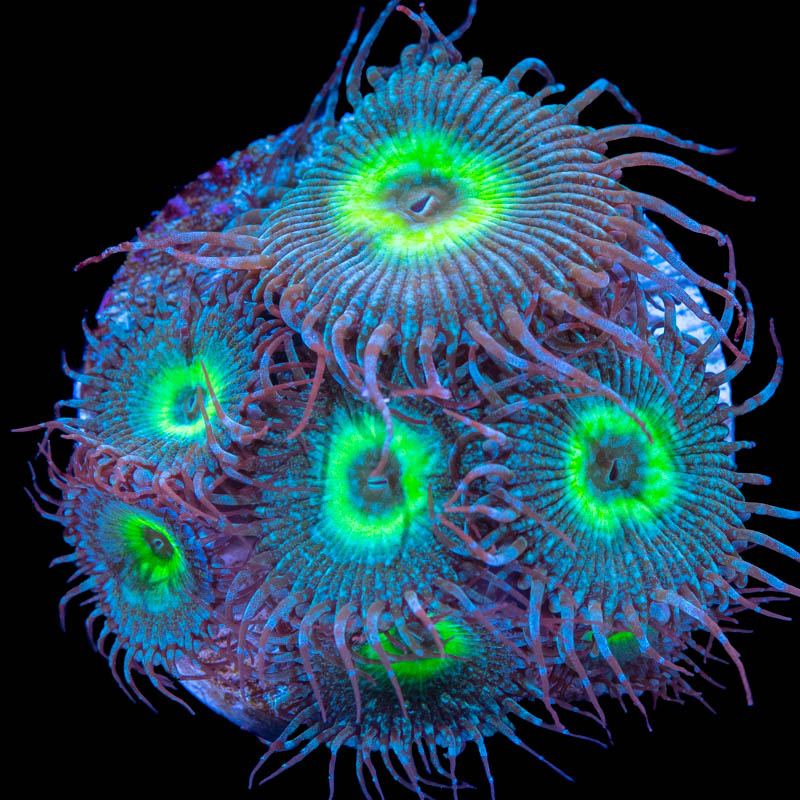 Tidal Gardens - Mindblowing Palythoas