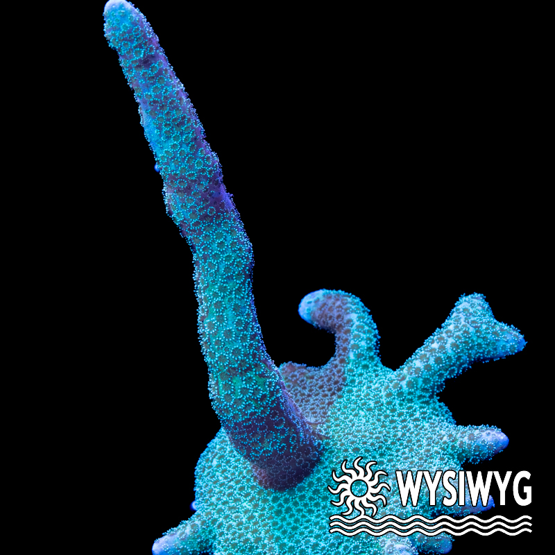 Tidal Gardens - German Blue Montipora digitata