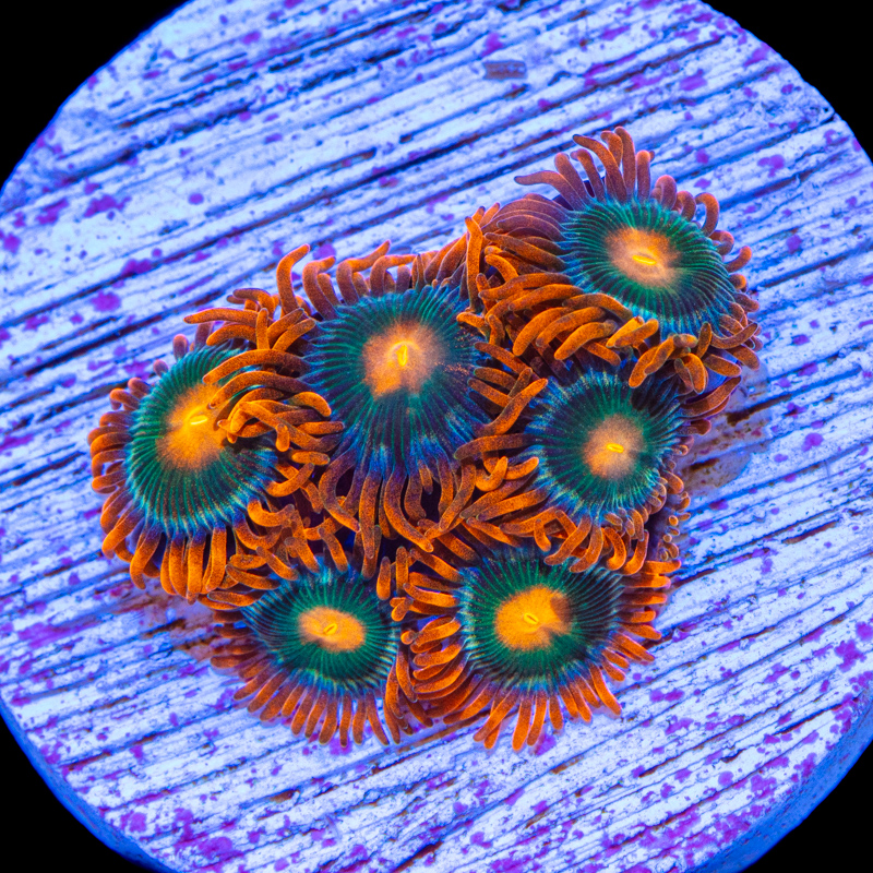 Tidal Gardens Gatorade Zoanthids