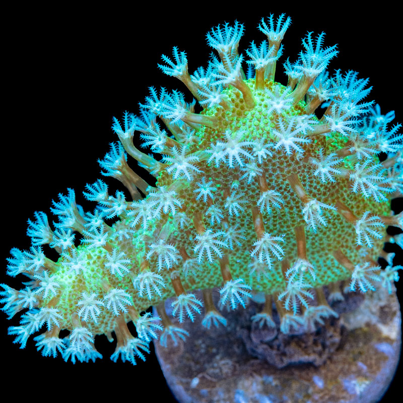 Devil's Hand Leather Corals for Sale - Tidal Gardens