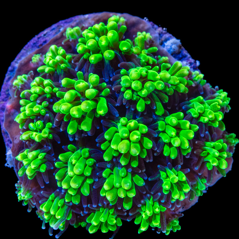 Tidal Gardens - Neon Green Galaxea