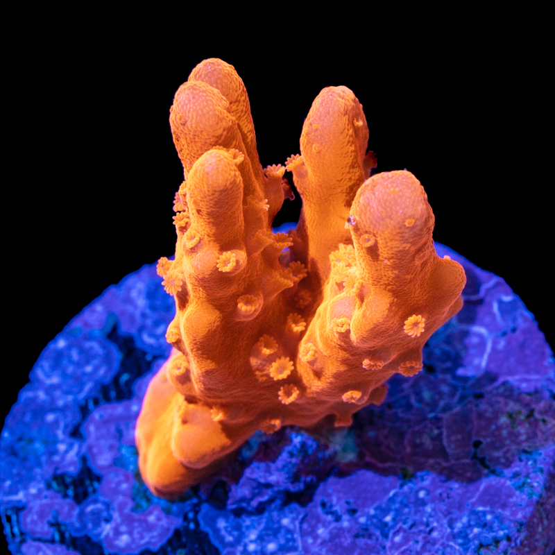 Tidal Gardens - Orange Montipora setosa