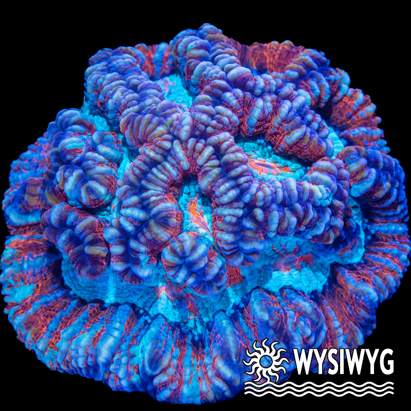 Tidal Gardens - Ultra Australophyllia wilsoni