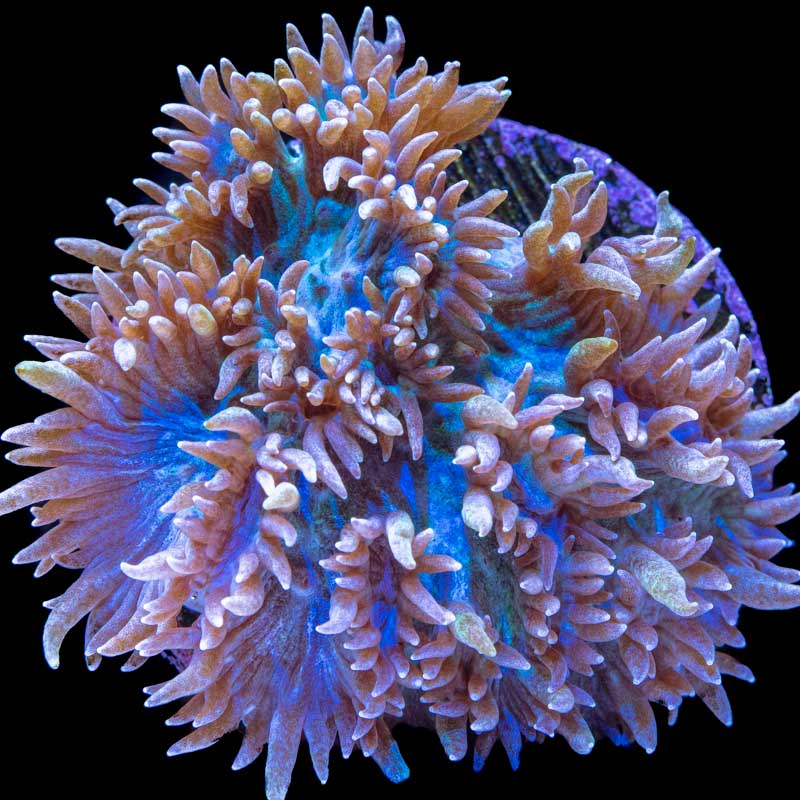 Hydnophora Corals for Sale - Tidal Gardens