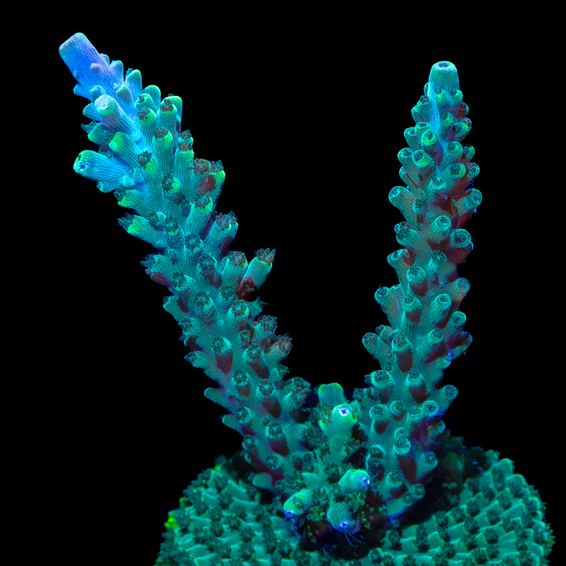 Forest Green Acropora - Tidal Gardens