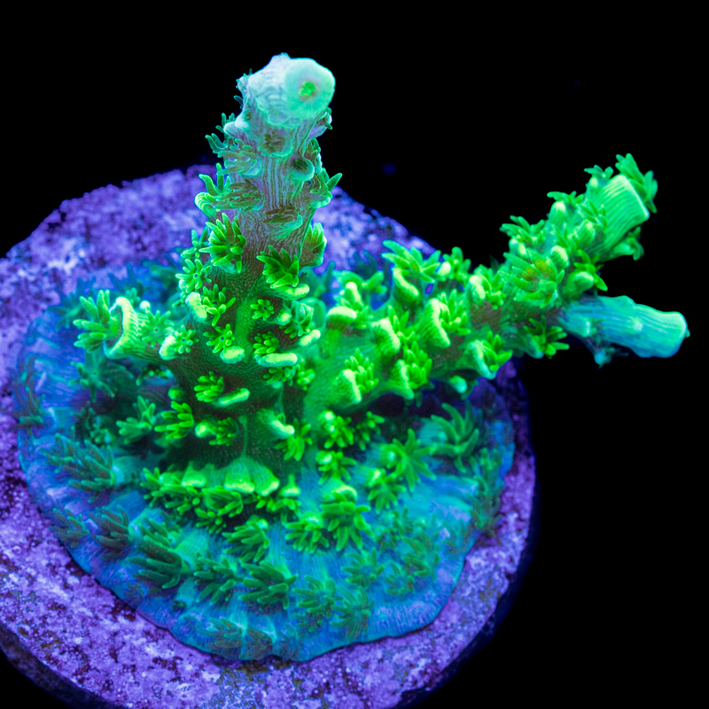 Tidal Gardens - Rare & Exotic Corals for Sale
