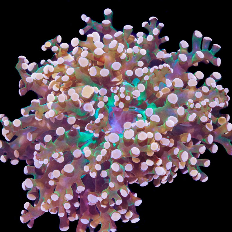 Tidal Gardens - Peachy Orange Branching Frogspawn