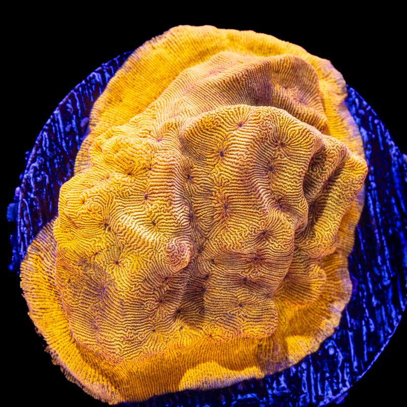 Tidal Gardens - Rare and Exotic Corals for Sale