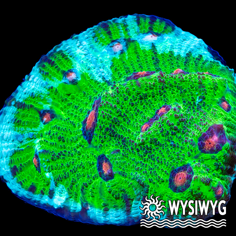 Avatar Chalice - Tidal Gardens