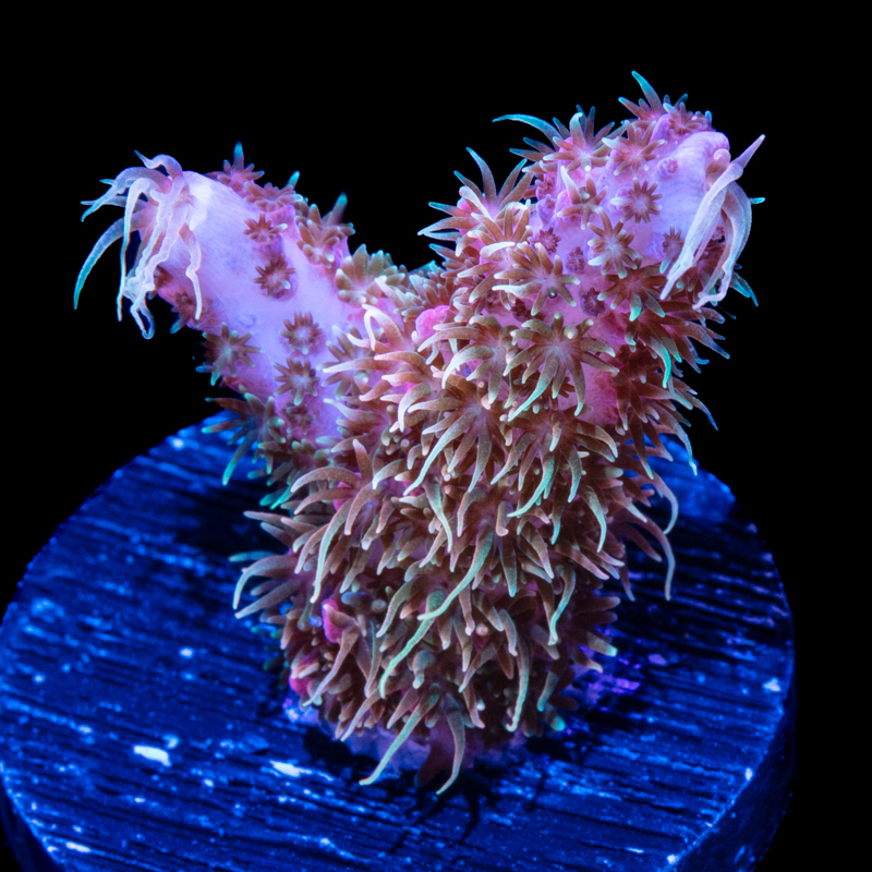 Hugo's Rainbow Acropora staghorn - Tidal Gardens