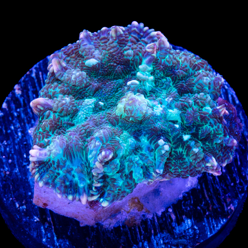 Rhodactis Mushrooms for Sale - Tidal Gardens