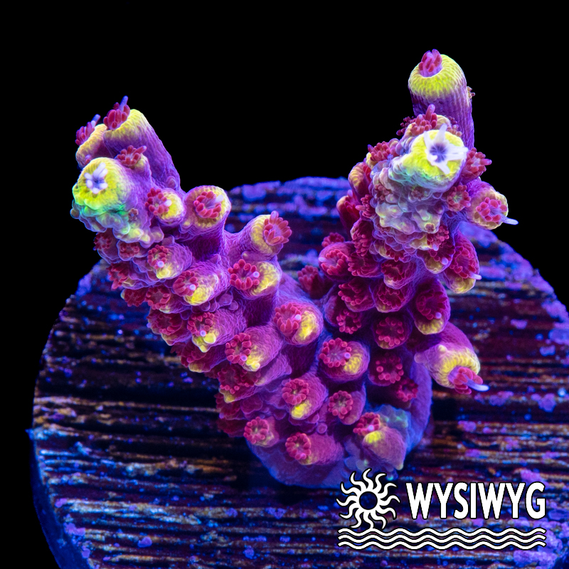 acropora spp