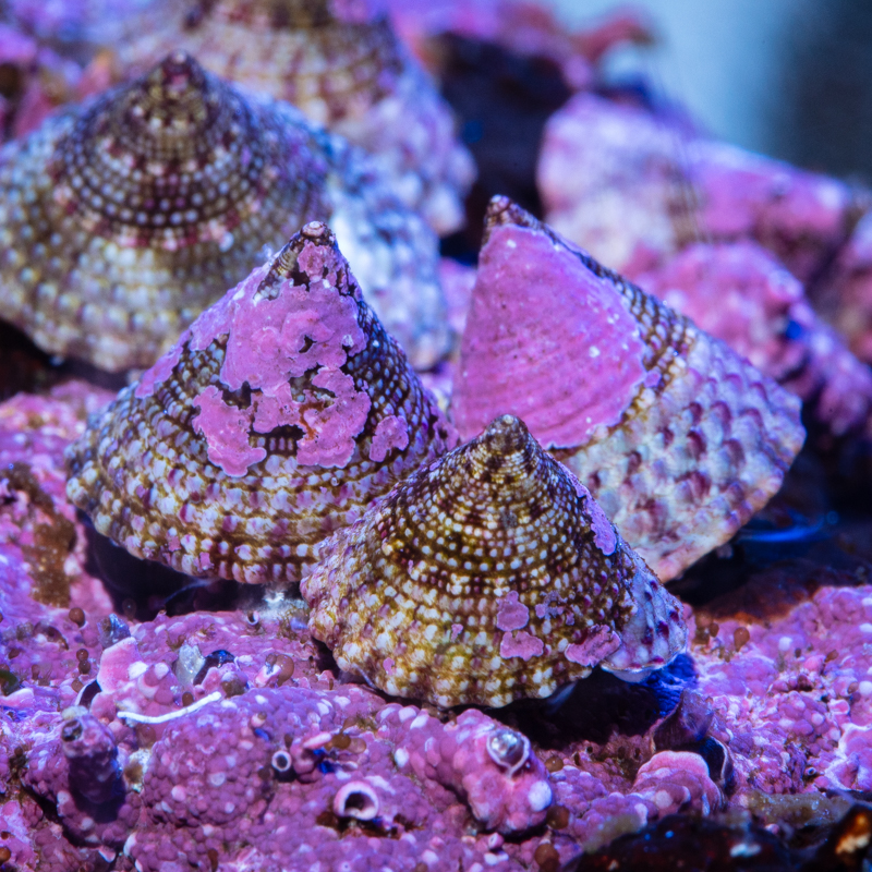 Banded Trochus Snails - Tidal Gardes