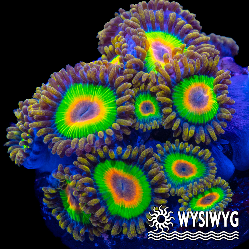 Rasta Zoanthids - Tidal Gardens