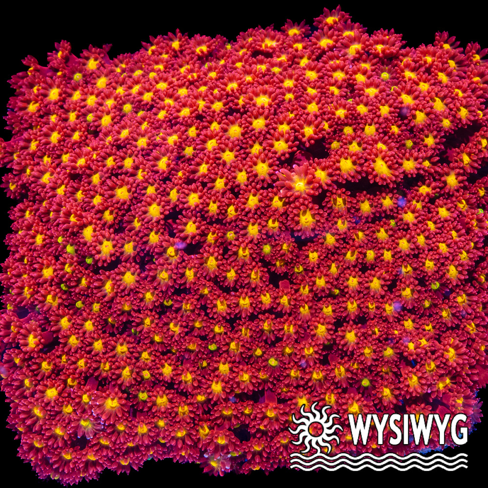 Tidal Gardens - Sunburst Micro Goniopora Colony