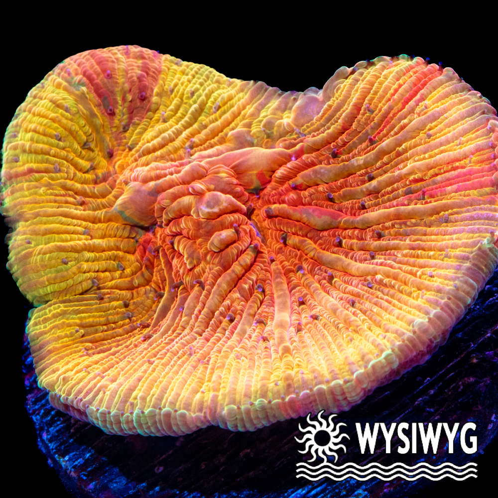 Diablo Diaseris Plate - Tidal Gardens