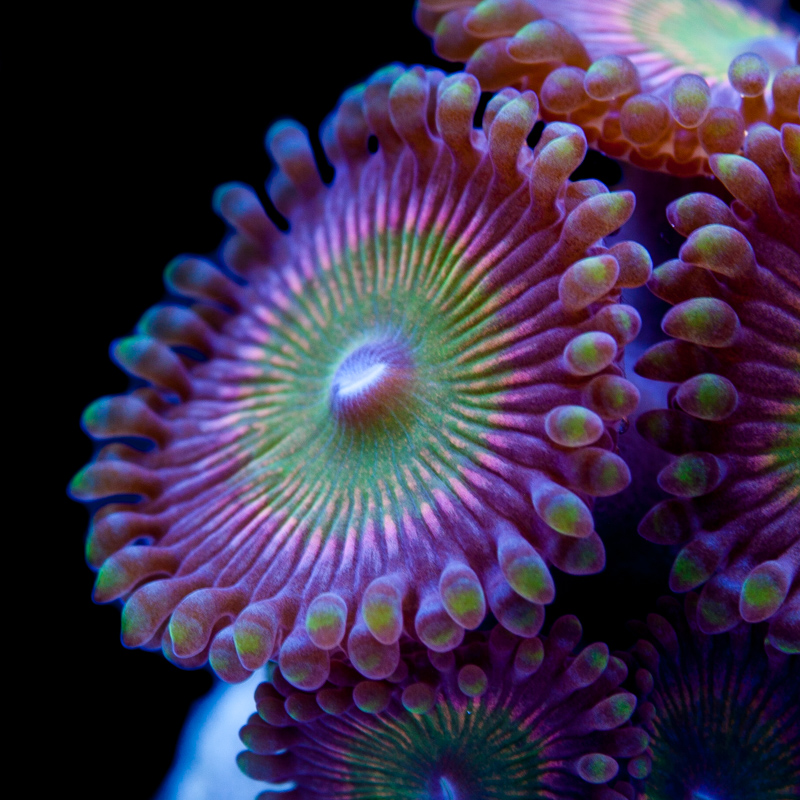 Tidal Gardens - Candy Apple Green Palythoas