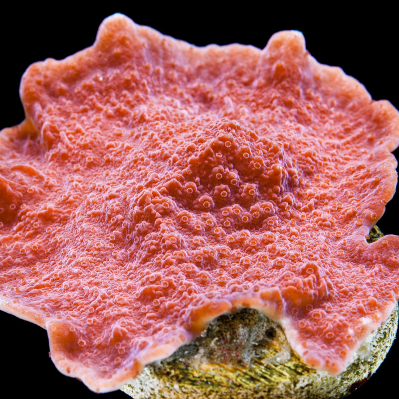 Montipora Corals for Sale - Tidal Gardens