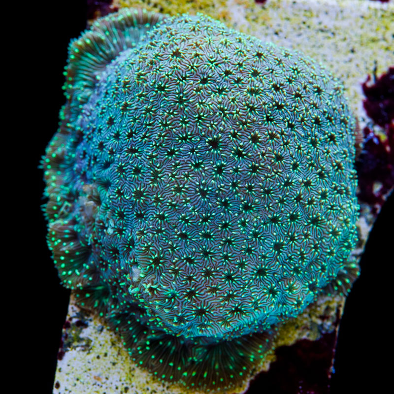 Pavona Corals for Sale - Tidal Gardens