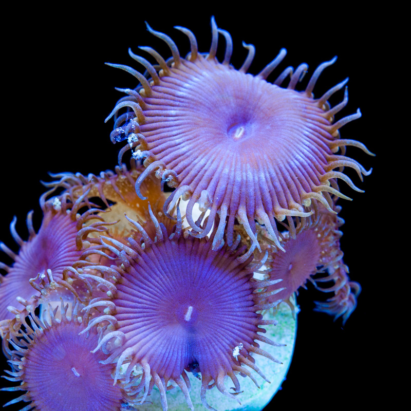 Zoanthids & Palythoas for Sale - Tidal Gardens