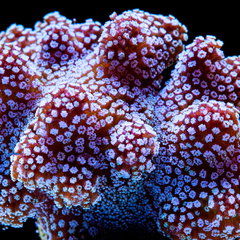 Tidal Gardens - Teal Stylophora