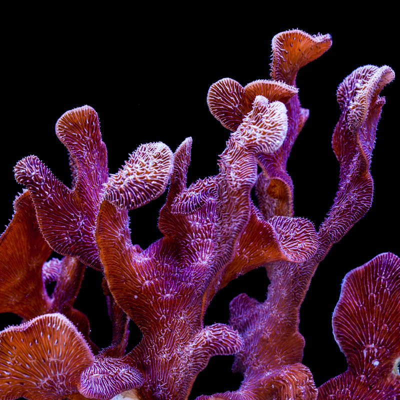 Tidal Gardens - Purple Pavona