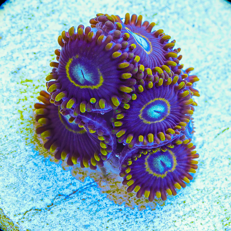Tidal Gardens - Blue Hornet Zoanthids