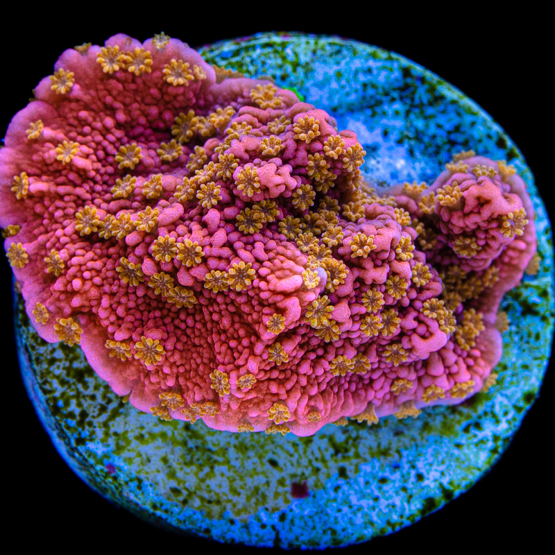 Montipora Corals for Sale - Tidal Gardens