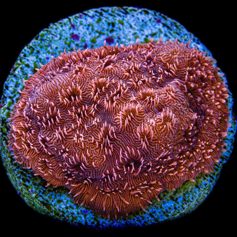 Tidal Gardens - Orange Pavona