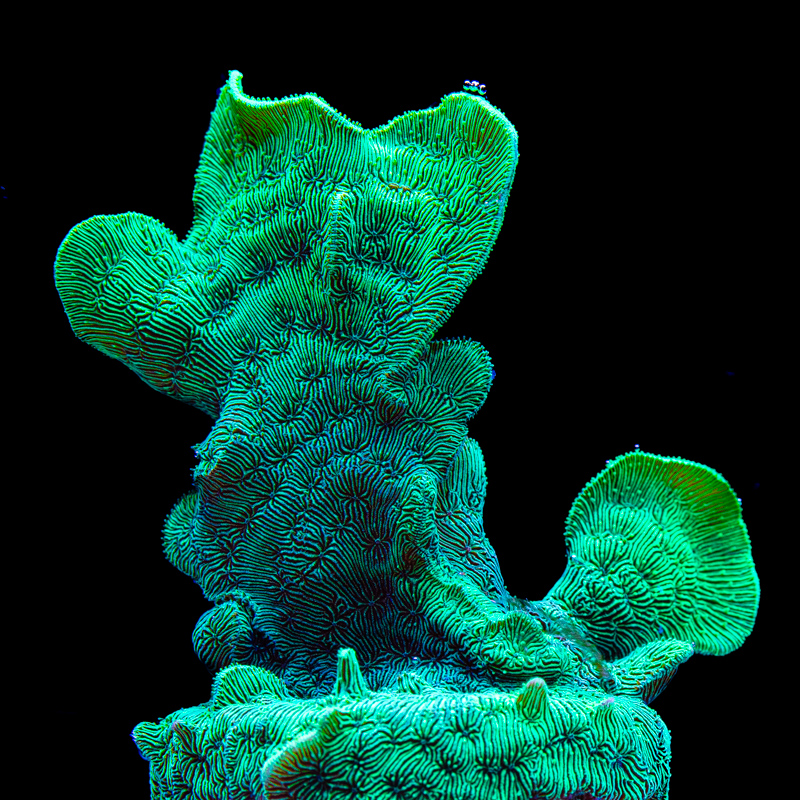 Pavona Corals for Sale - Tidal Gardens
