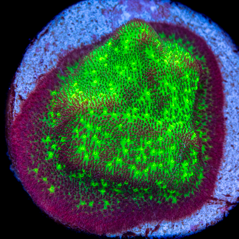 Tidal Gardens - Toxic Waste Psammocora