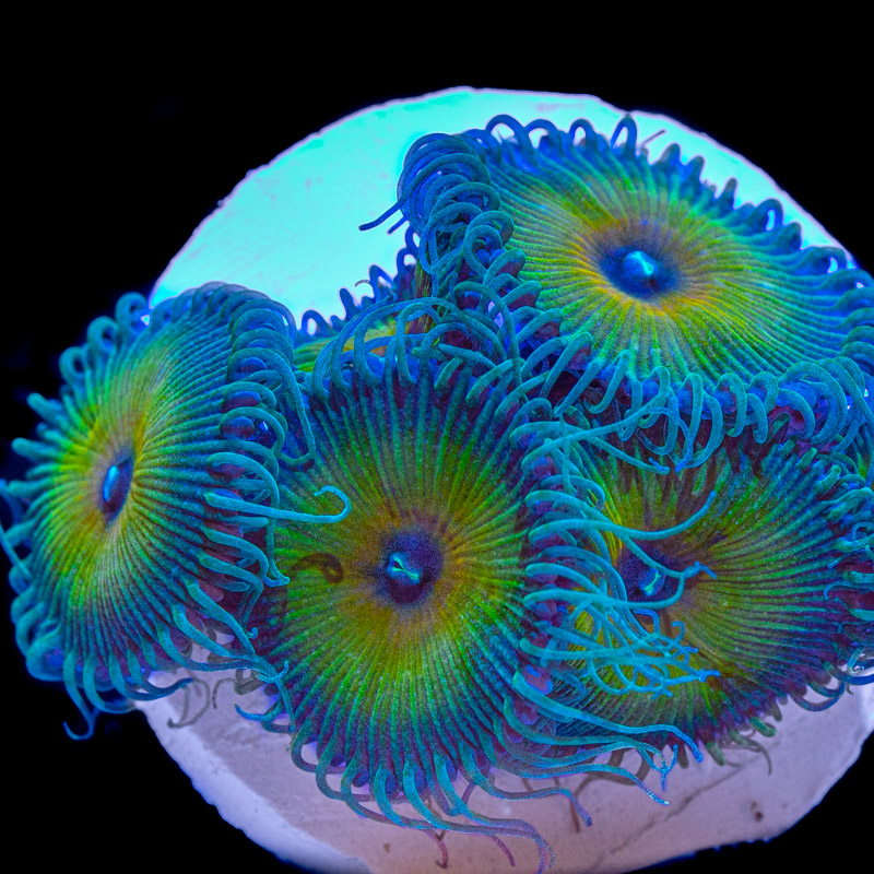 Palythoa for Sale - Tidal Gardens