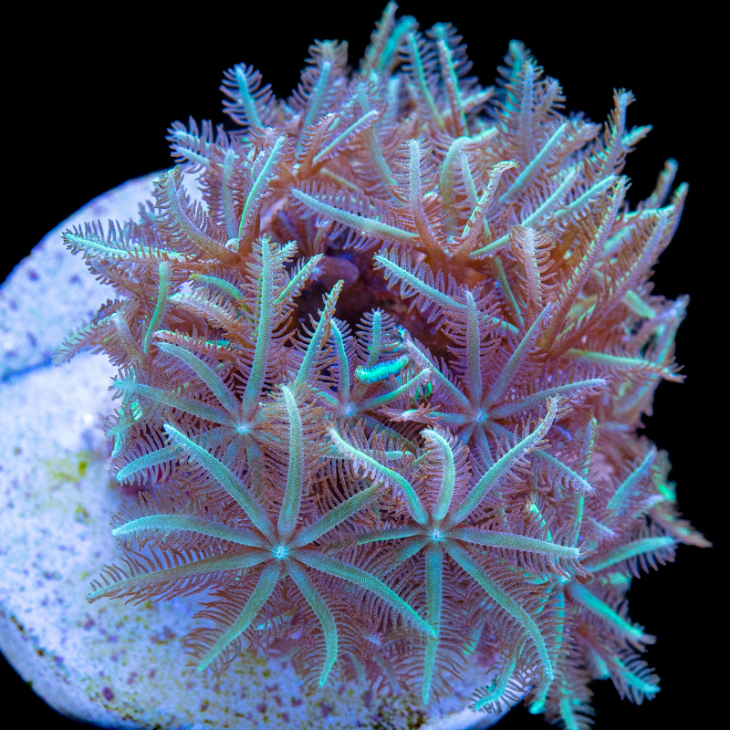Tidal Gardens - Green Clove Polyps