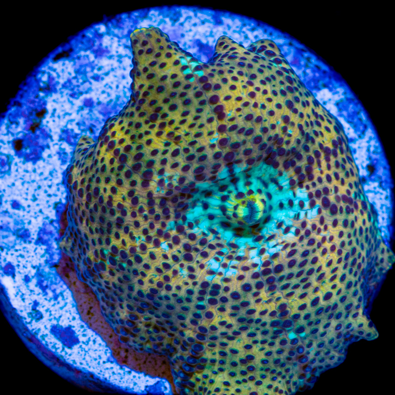 Tidal Gardens - Leopard Discosoma Mushroom